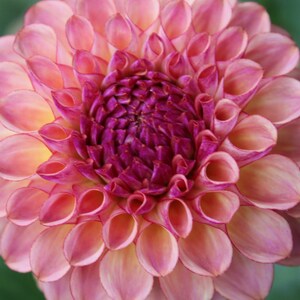 One Ferncliff Thunder Dahlia Tuber - Ferncliff Thunder Dahlia Tuber ...