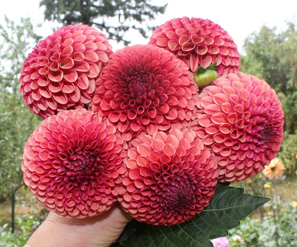 One Copper Boy Dahlia Tuber - Copper Boy Dahlia Tuber - Smoky Red-burnt ...