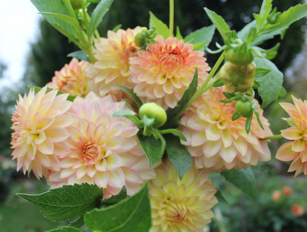 One Oreti Adele Dahlia Tuber - Oreti Adele Dahlia Tuber - Peach Yellow Gold - Cutting Garden ...