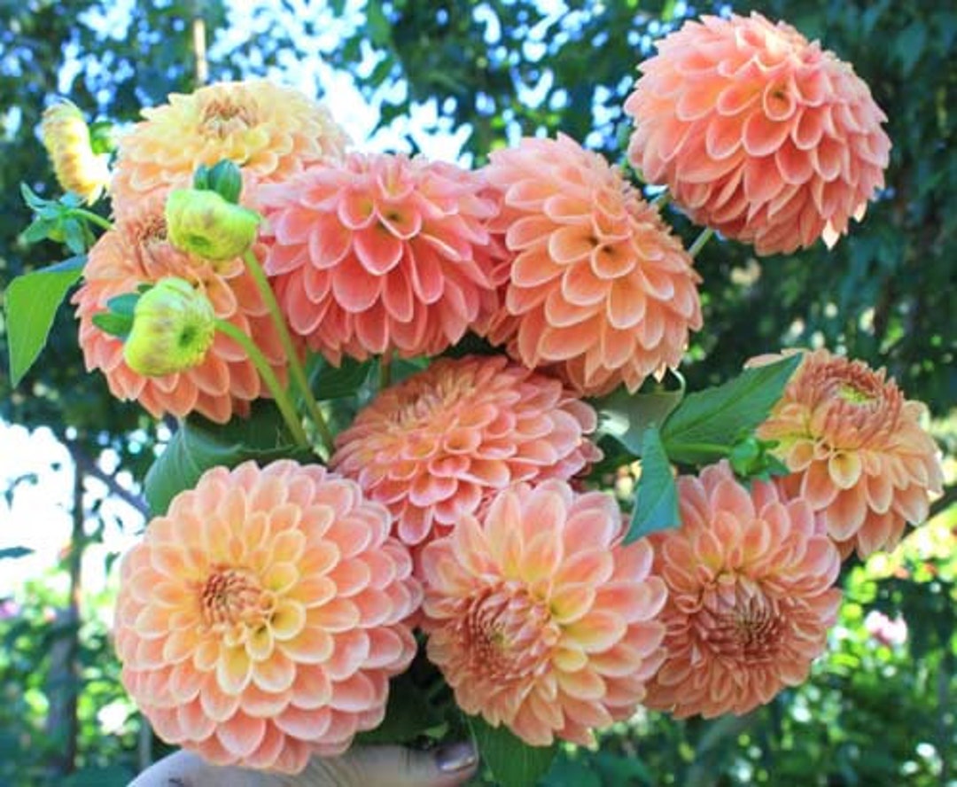 One NTAC Mia Li Dahlia Tuber - NTAC Mia Li Tuber - Peach Pink Yellow - Cutting Garden - Designer ...