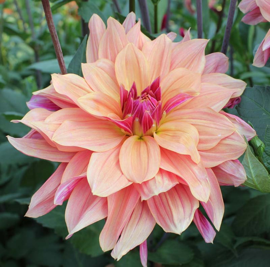 One Andy's Legacy Dahlia Tuber - Peach Pink Blossom - Andy's Legacy ...
