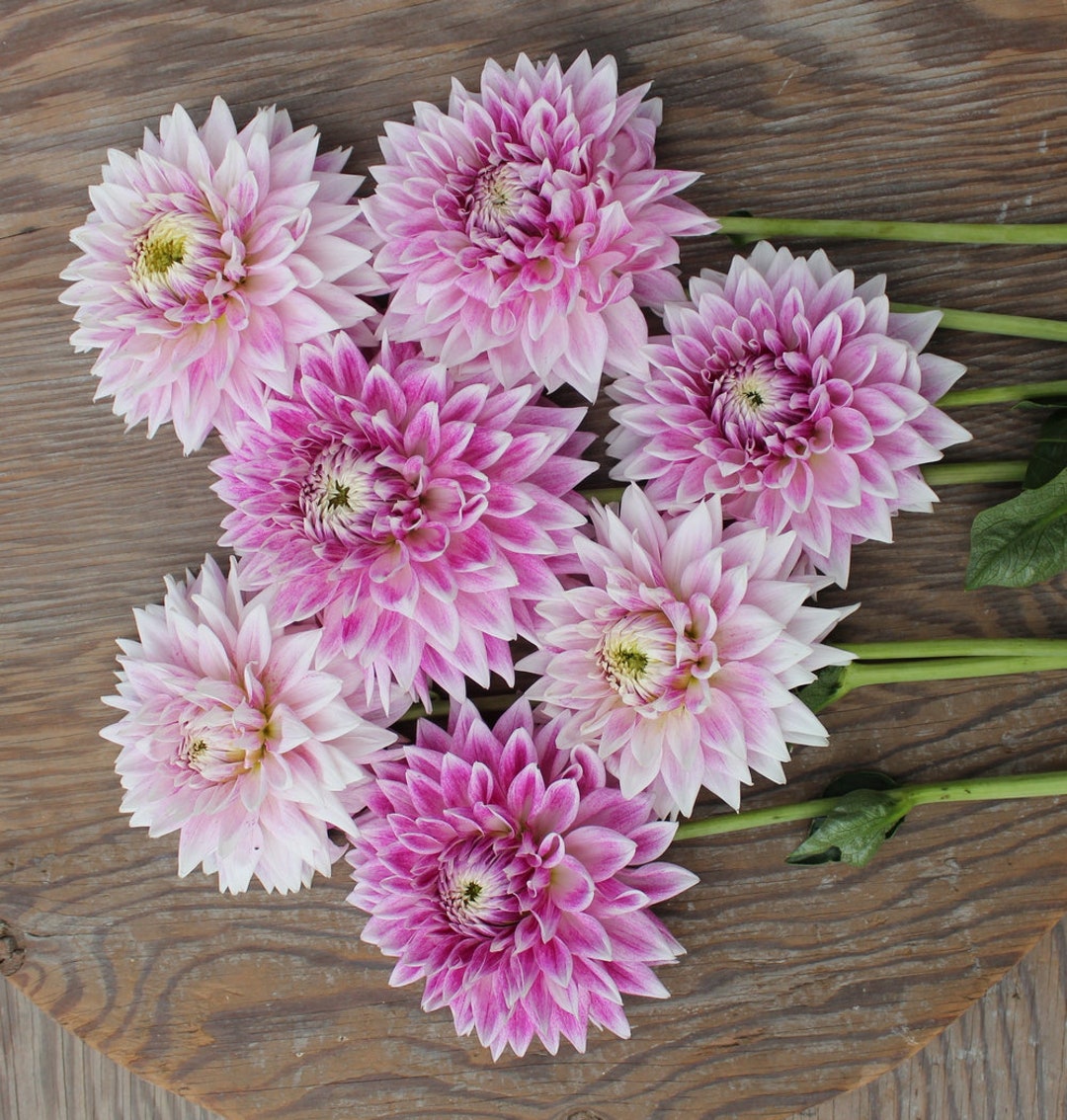 One Bj's Dusty Rose Dahlia Tuber - Bj's Dusty Rose Tuber - Frosted ...