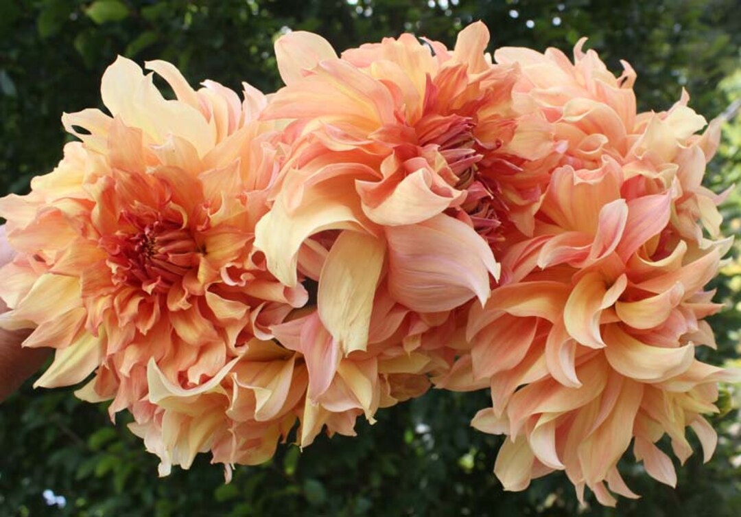 One Jane Cowl Dahlia Tuber - Jane Cowl Dahlia Tuber - Gold Buff Bronze - Cutting Garden ...