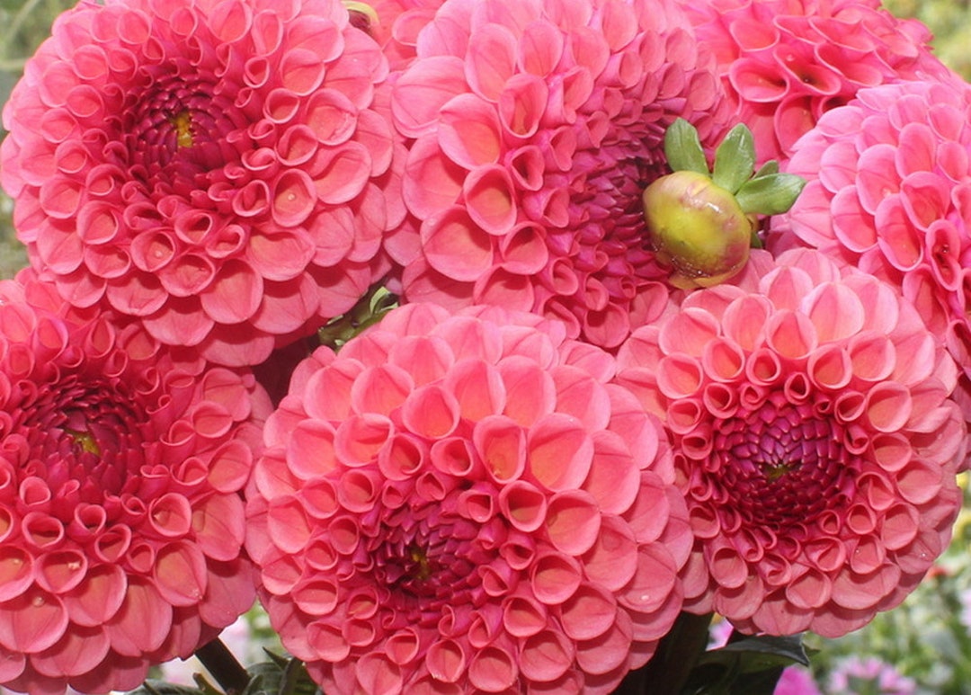 One Ferncliff Rusty Dahlia Tuber - Rosy Copper Blossoms - Flower ...