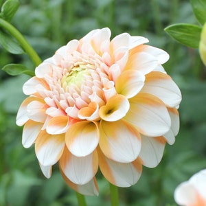 One Brandon James Dahlia Tuber - Brandon James Dahlia Tuber - Peach ...