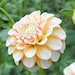 One Brandon James Dahlia Tuber - Brandon James Dahlia Tuber - Peach ...
