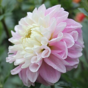 One Fluffles Dahlia Tuber - Fluffles Dahlia Tuber - Lavender Pink White ...