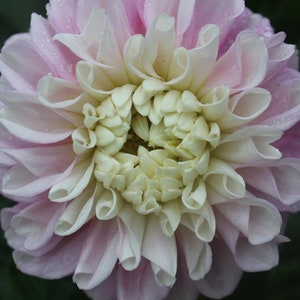 One Fluffles Dahlia Tuber - Fluffles Dahlia Tuber - Lavender Pink White ...