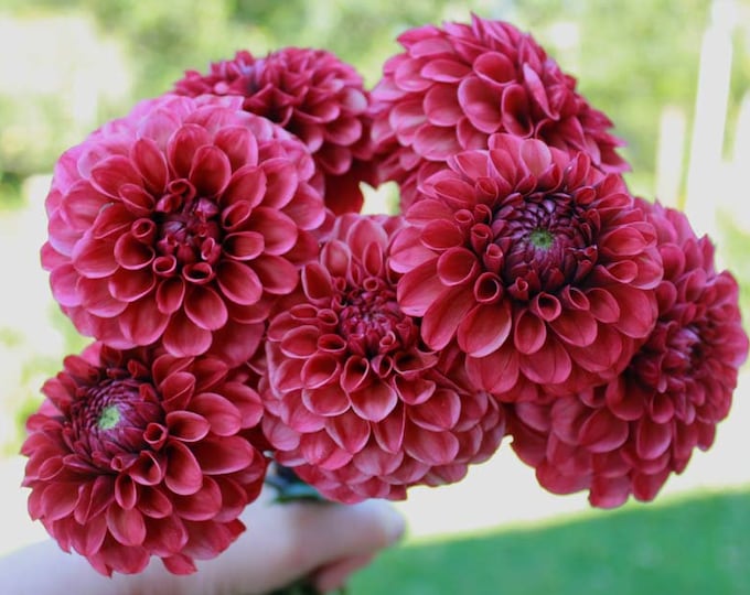 One Mission Gypsy Dahlia Tuber - Mission Gypsy Tuber - Smoky Fuchsia ...