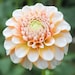 One Brandon James Dahlia Tuber - Brandon James Dahlia Tuber - Peach ...