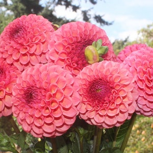 One Ferncliff Rusty Dahlia Tuber - Rosy Copper Blossoms - Flower ...