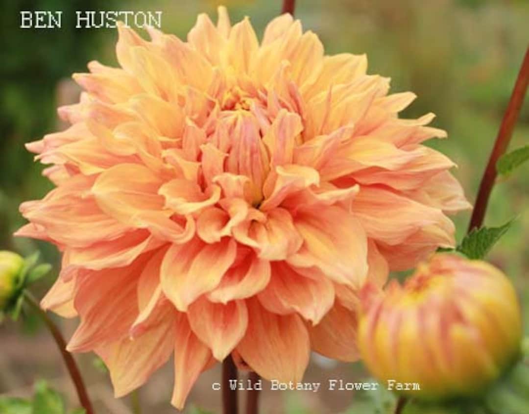 One Ben Huston Dahlia Tuber - Ben Huston Dahlia Tuber - Apricot Bronze ...