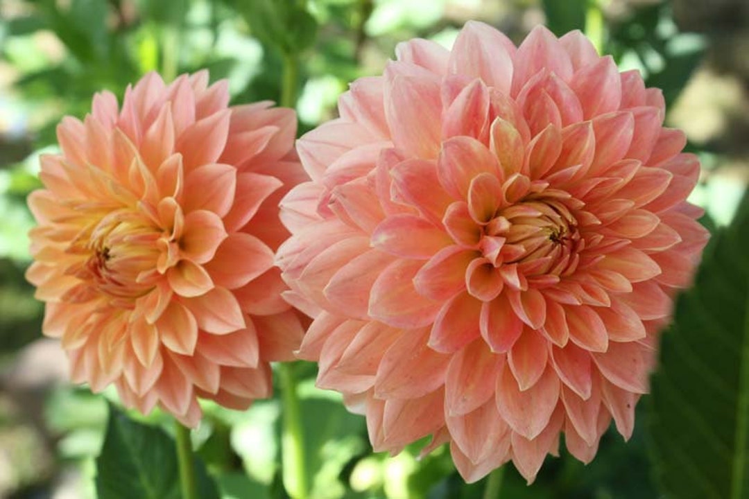 One Hamilton Lillian Dahlia Tuber - Hamilton Lillian Dahlia Tuber ...