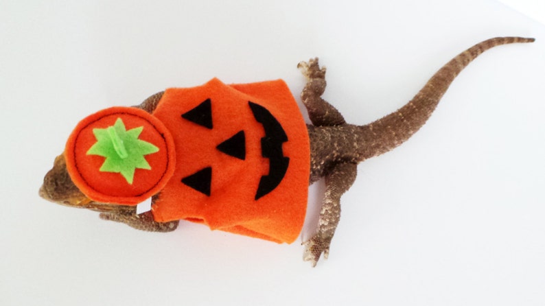 Bearded Dragon Clothing Pumpkin - Etsy