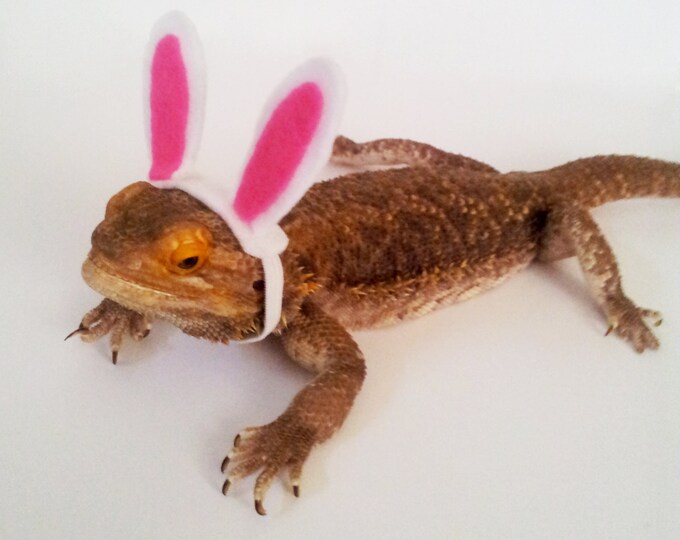 Bearded Dragon Clothing Easter Bunny - Etsy