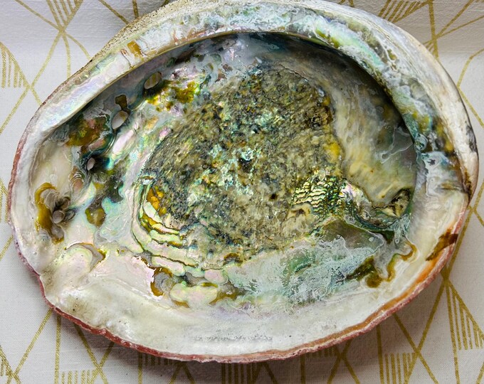 Large Gorgeous 8” Abalone Shell - Etsy