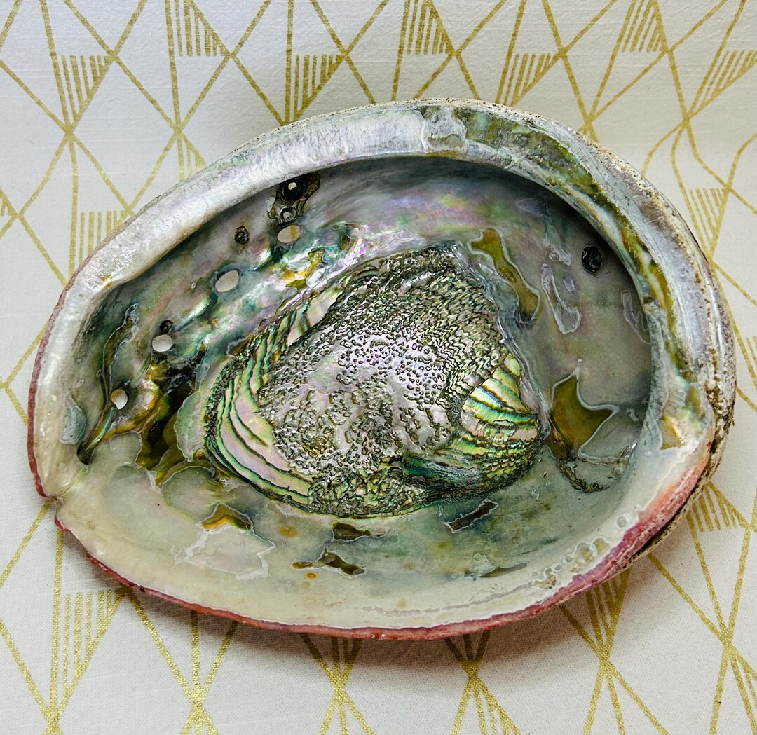 Large Gorgeous 8” Abalone Shell - Etsy