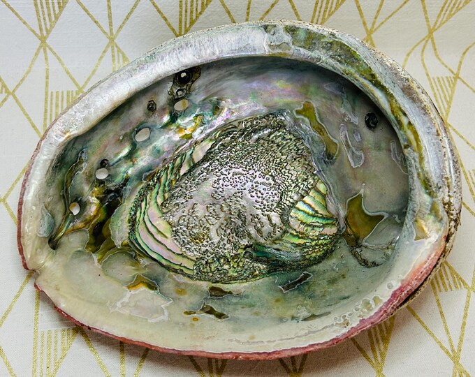 Large Gorgeous 8” Abalone Shell - Etsy