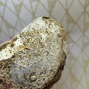 Large Gorgeous 8 Abalone Shell - Etsy