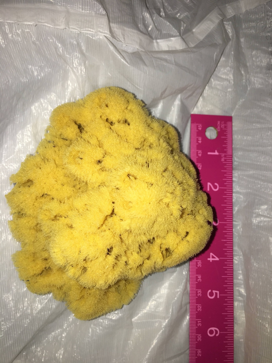 Caribbean Natural Yellow Sponge, Florida Gulf of Mexico Yellow Natural ...