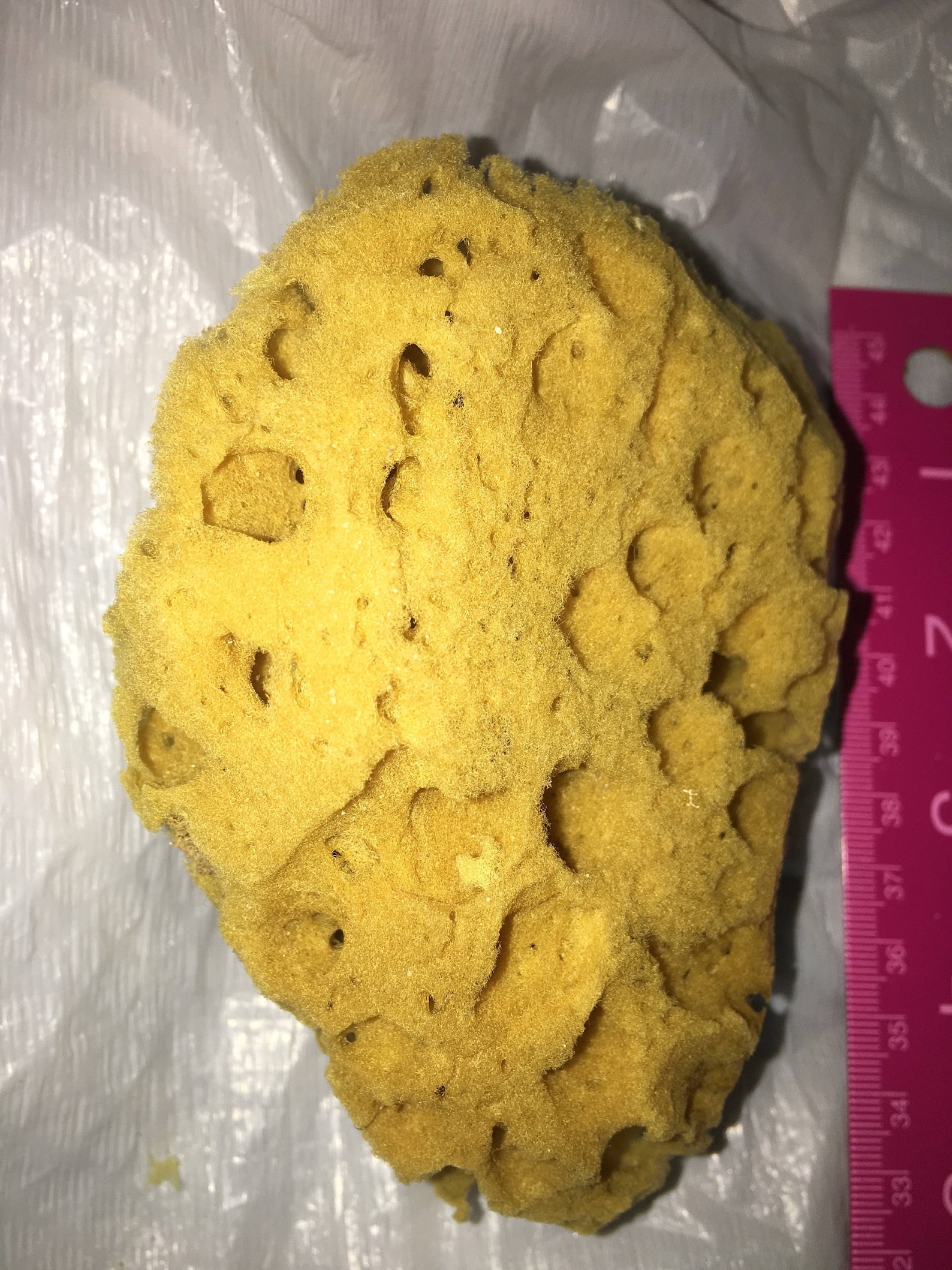 Caribbean natural yellow sponge Florida Gulf of Mexico yellow | Etsy