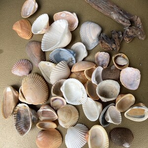 Sea Shells Crafts, Small Seashells, Assorted Seashells, Sea Shells Bulk ...