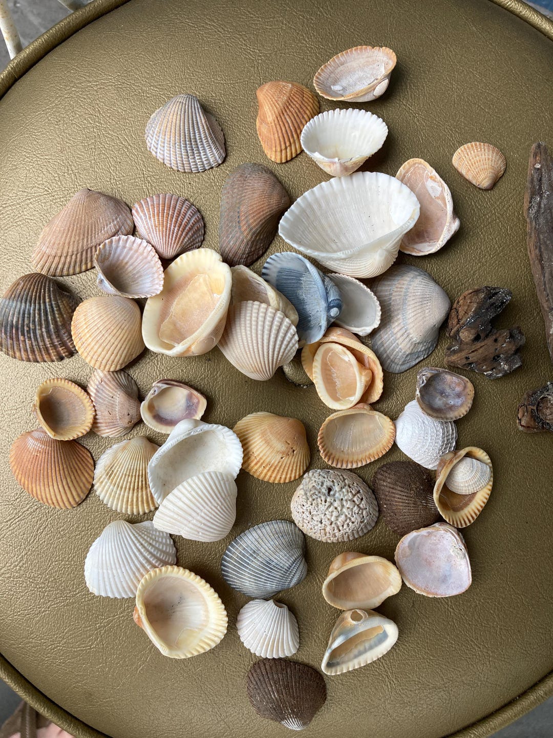 Sea Shells Crafts, Small Seashells, Assorted Seashells, Sea Shells Bulk ...