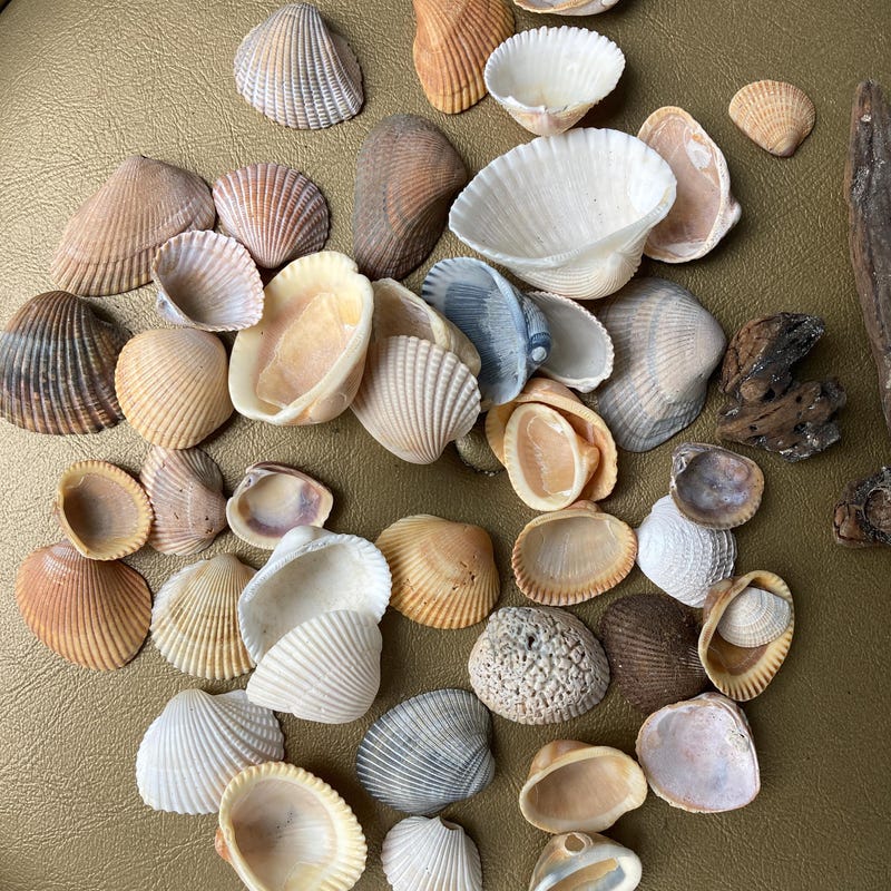 Assorted Seashells - Etsy