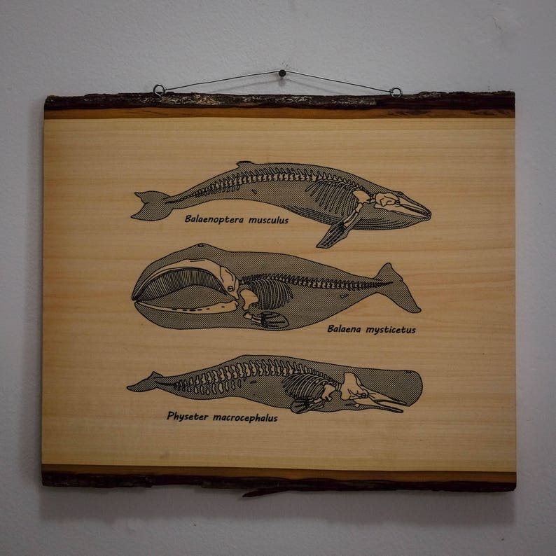 Anatomy of the Whale || Screenprinted Wood Slab || Wall Art - Etsy