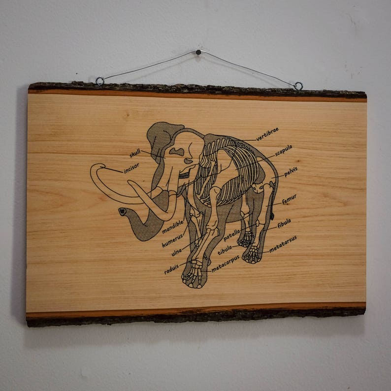 Anatomy of the Elephant || Screenprinted Wood Slab || Wall Art - Etsy