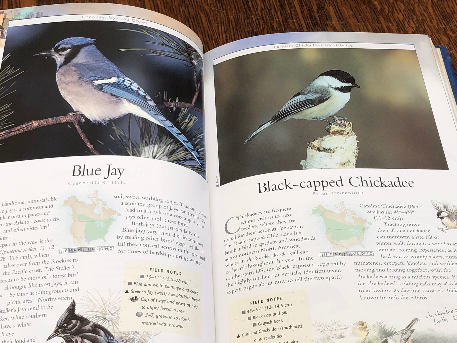 Birding A Nature Company Guide Bird Watching Book Country | Etsy