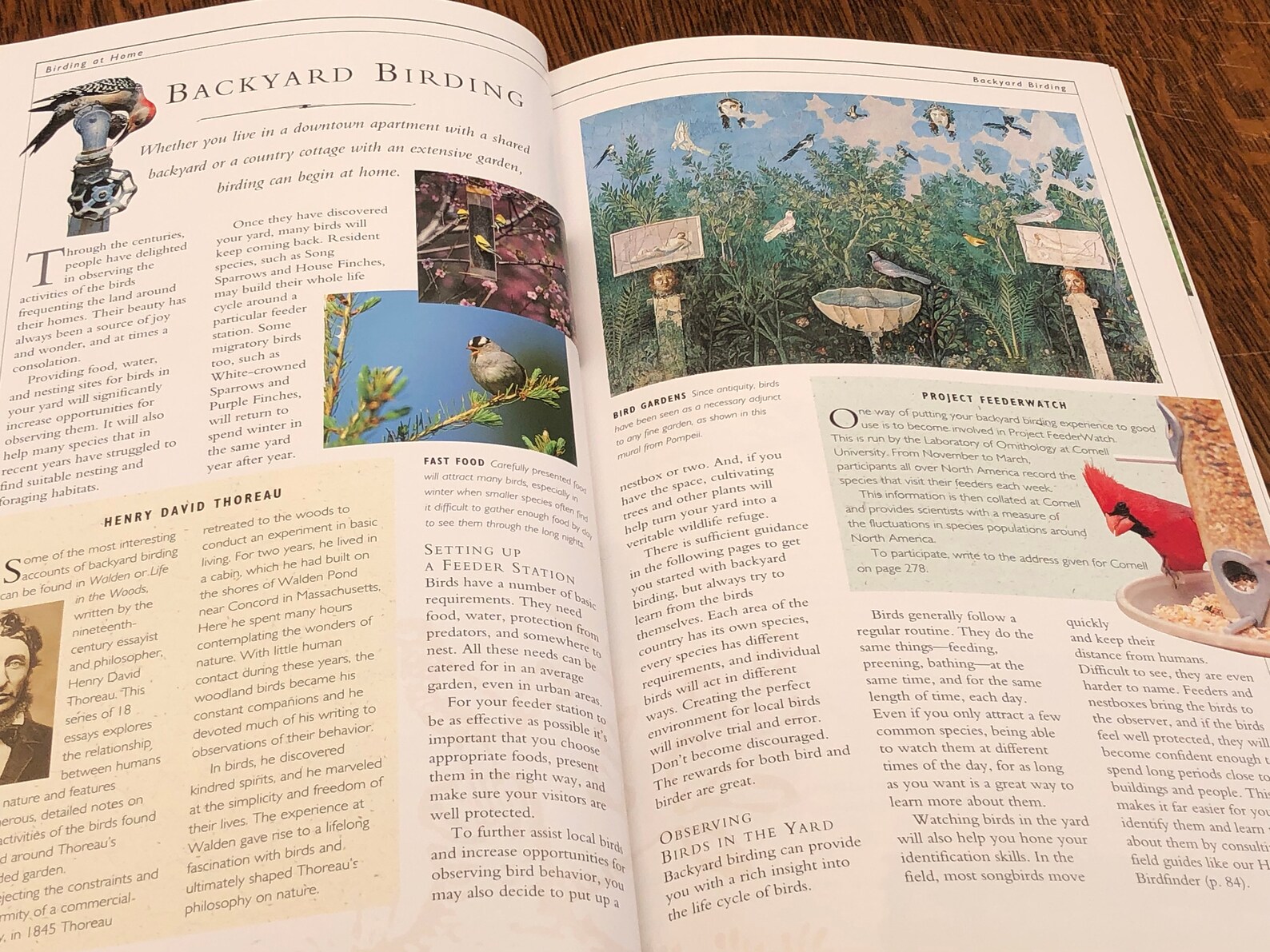 Birding A Nature Company Guide Bird Watching Book Country - Etsy