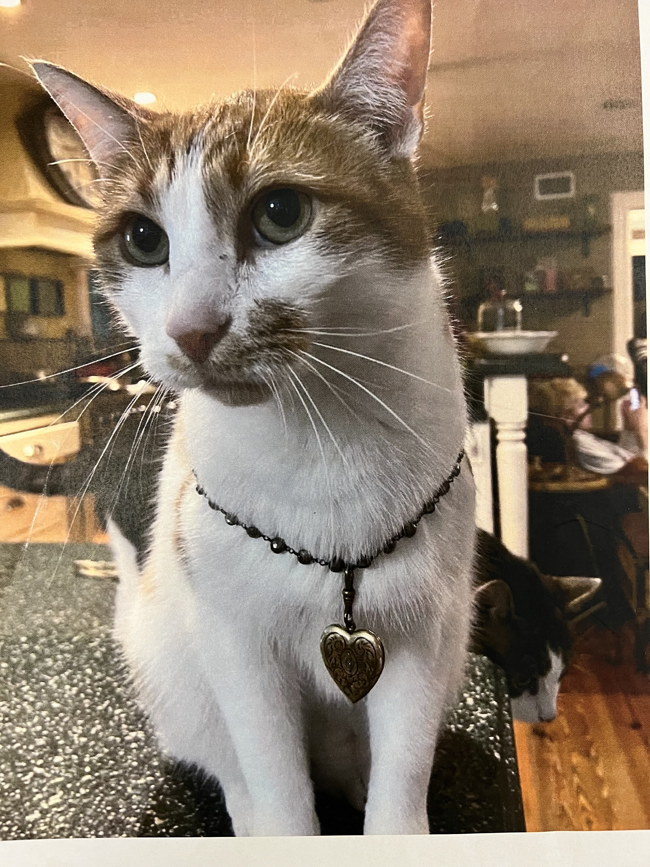 SOLD. Todi Missing Memphis Cat Painting Comission Original Painting on ...