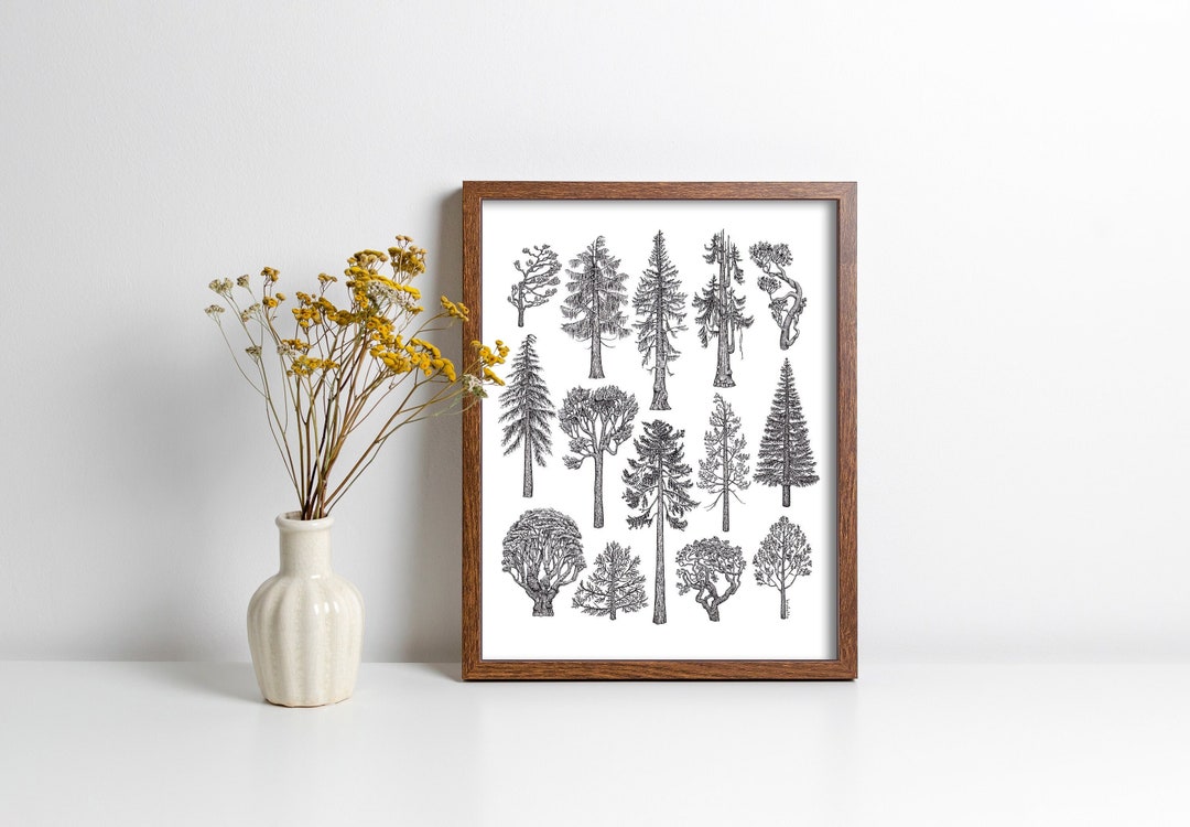 Trees of Cascadia. British Columbia/washington/oregon 8.5x11 ...