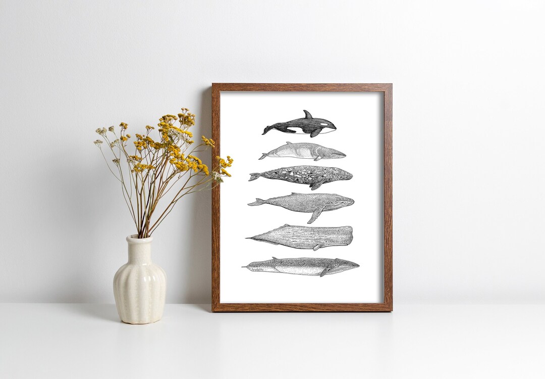 Cetacean Species orca Minke Grey Humpback Sperm Fin Whales. Original ...