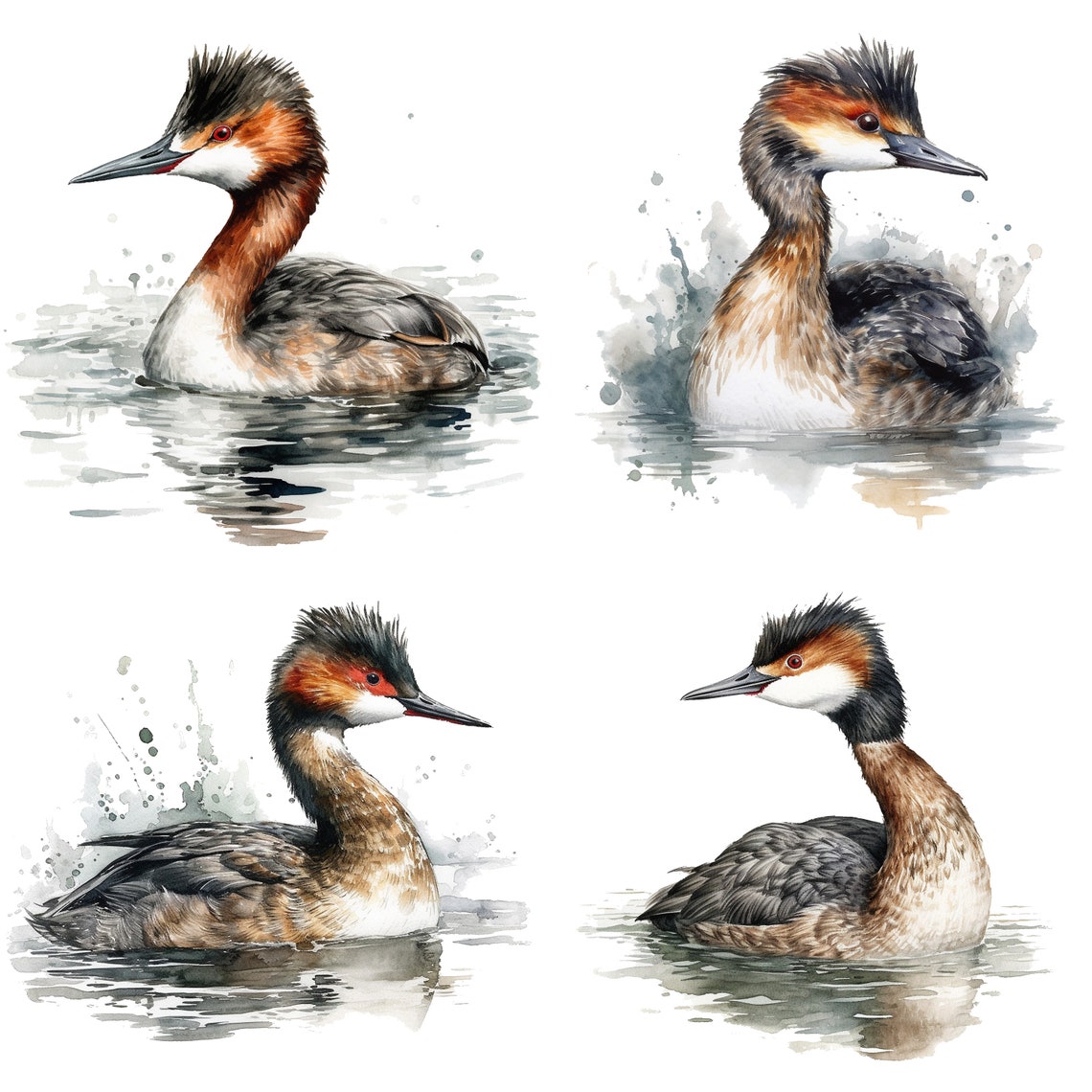 Grebe Clipart Watercolor Clipart High Quality Pngs Set of - Etsy