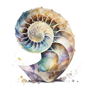 Set of 4 Colorful Nautilus Shell Watercolor Clip Art Prints - Perfect ...