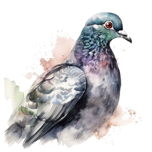 Watercolor Pigeon Clipart - Set of 4 High Quality Pngs for Apparel ...
