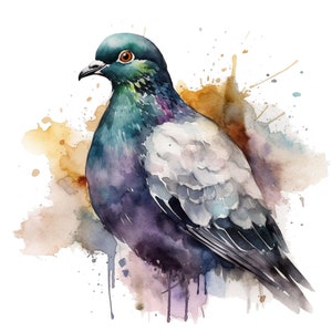 Watercolor Pigeon Clipart - Set of 4 High Quality Pngs for Apparel ...