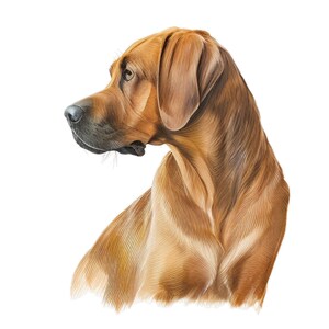 Watercolor Rhodesian Ridgeback Portrait Clipart PNG Digital Download ...