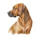 Watercolor Rhodesian Ridgeback Portrait Clipart PNG Digital - Etsy