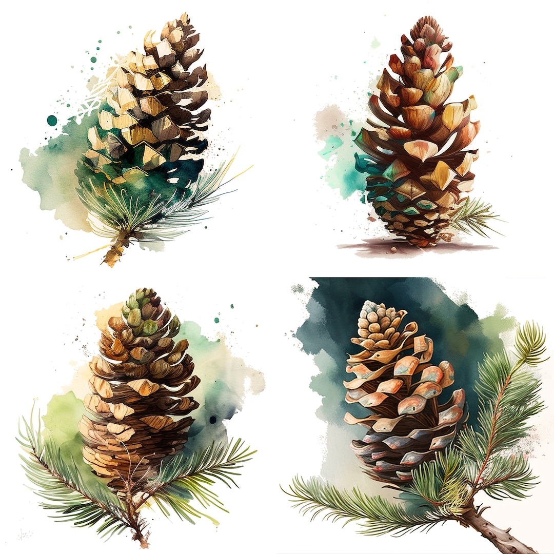 Watercolor Pine Cone Clipart Set of 4 | Hand Painted Pine Cones ...