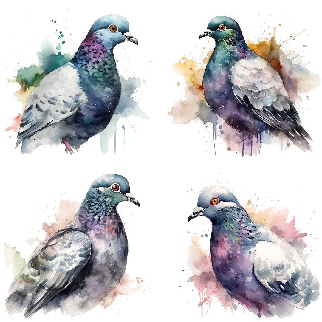 Watercolor Pigeon Clipart - Set of 4 High Quality Pngs for Apparel ...
