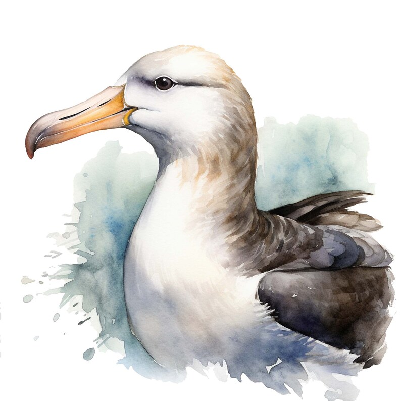 Albatross Clipart Watercolor Clipart Set of 4 for Apparel and Decor ...