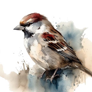 Sparrow Clipart - Watercolor Clipart High Quality Pngs - Set of 4 Water ...