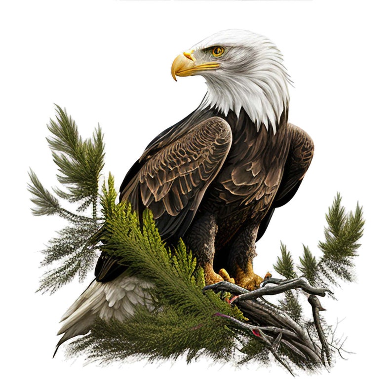 Set of 4 Watercolor Bald Eagle Portraits for Commercial Use, Digital ...