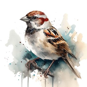 Sparrow Clipart - Watercolor Clipart High Quality Pngs - Set of 4 Water ...