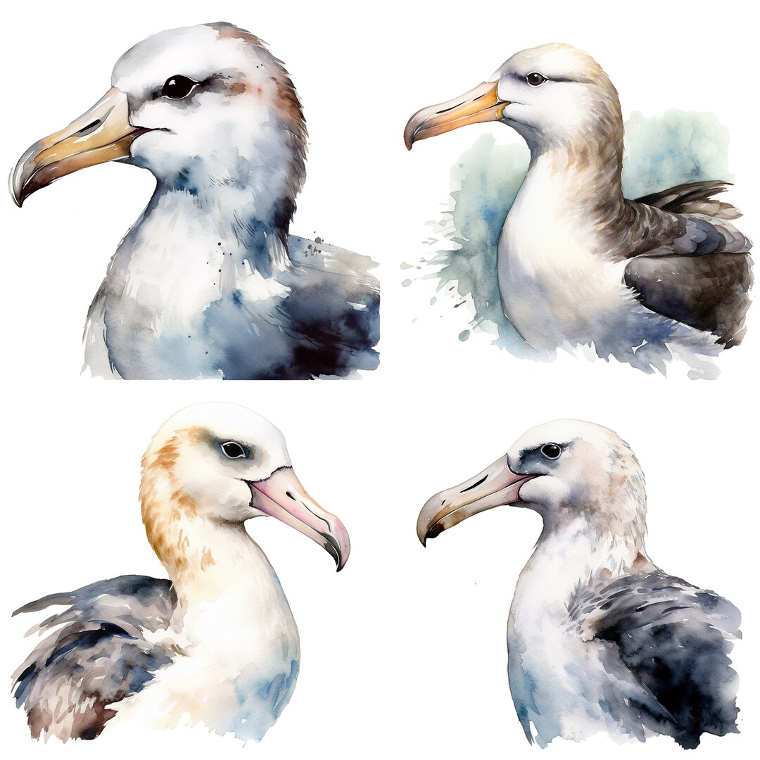 Albatross Clipart Watercolor Clipart Set of 4 for Apparel and Decor ...