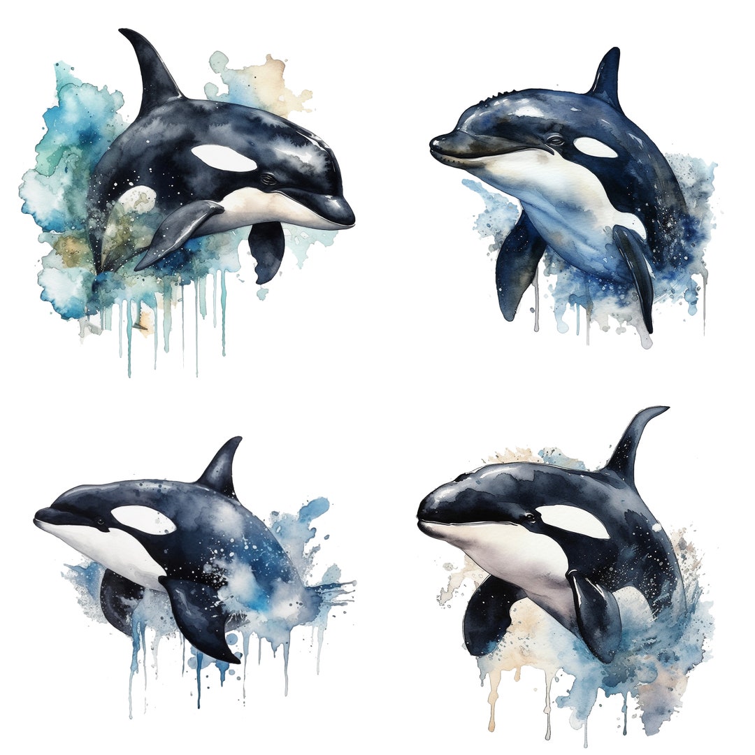 Orca Whale Watercolor Clipart Set of 4 PNG Digital Downloads Orca ...