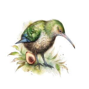 Kiwi Clipart - Watercolor Clipart High Quality Bird Pngs - Set of 4 ...